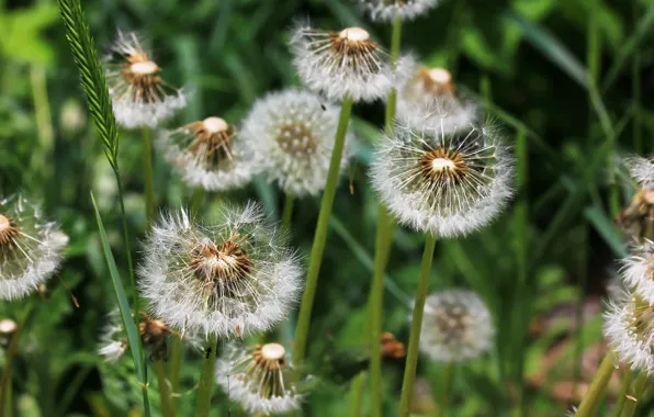 Download wallpaper fluff, weed, dandelions, section nature in ...