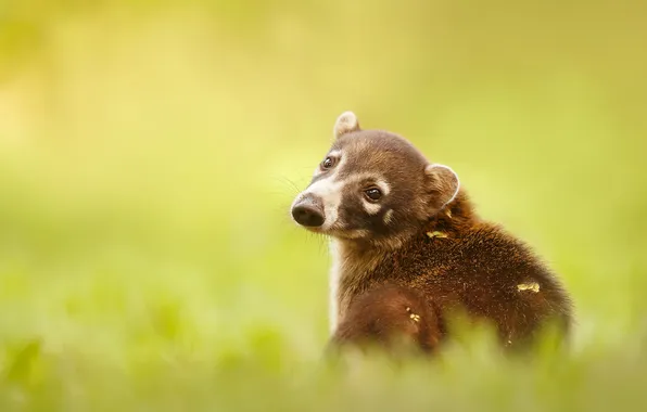 Wallpaper look, face, sitting, cub, green background, bokeh, coati, the ...