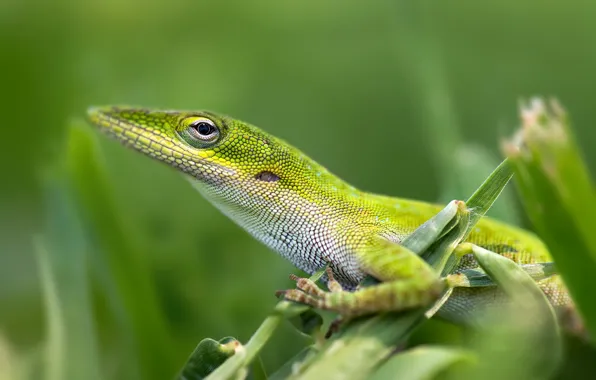 Download wallpaper nature, background, lizard, section animals in ...