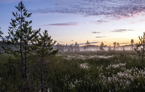 Wallpaper summer, sunset, nature for mobile and desktop, section ...