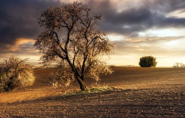 Download wallpaper field, nature, tree, section nature in resolution ...