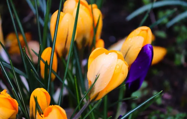 Wallpaper drops, spring, crocuses, flowering for mobile and desktop ...