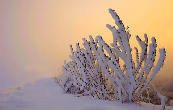 Wallpaper winter, the sky, snow, landscape, nature, white, sky, nature ...