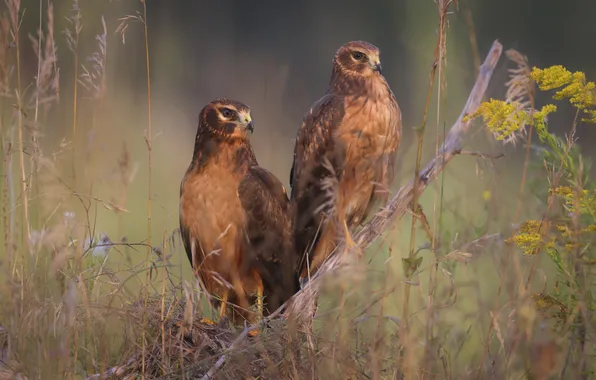Wallpaper summer, grass, branches, bird, glade, pair, LUN, two birds ...