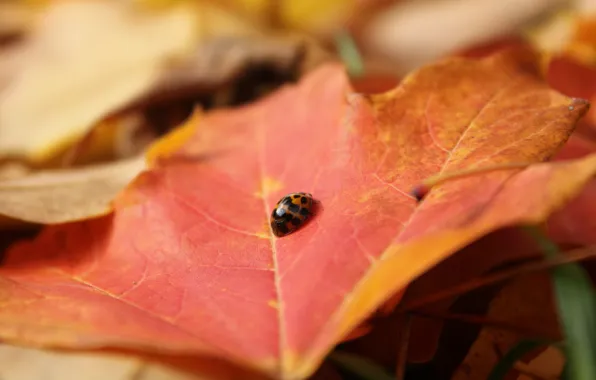 Wallpaper flower, nature, plant, ladybug, beetle, stem, insect for ...