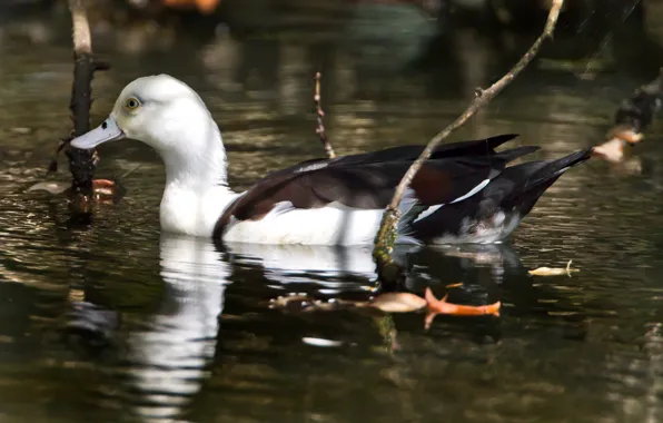 Wallpaper water, beak, duck, Shelduck-Raja for mobile and desktop ...