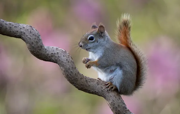 Download wallpaper pose, background, branch, protein, section animals ...