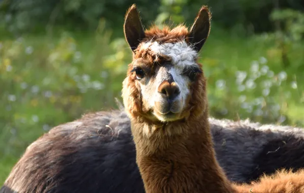 Wallpaper eyes, look, face, light, nature, background, glade, portrait ...