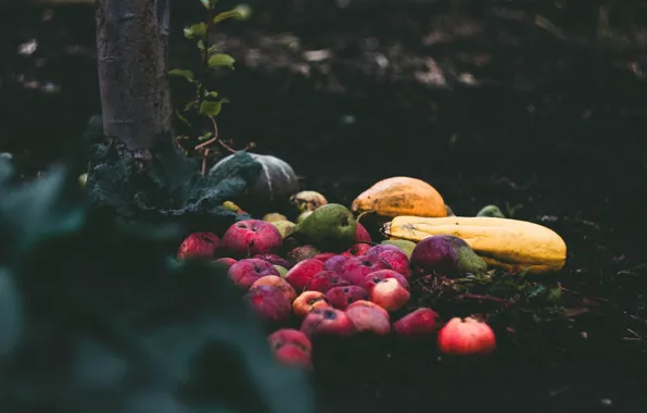 Download wallpaper autumn, apples, fallen apples, section nature in ...