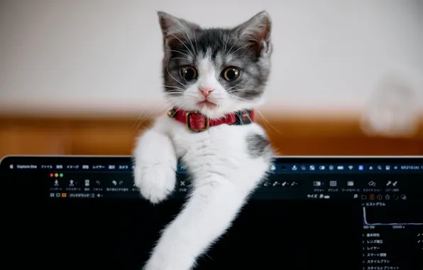 Download wallpaper cat, kitty, baby, monitor, section cats in ...