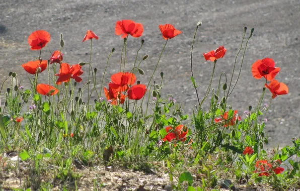 Wallpaper nature, Maki, petals for mobile and desktop, section цветы ...