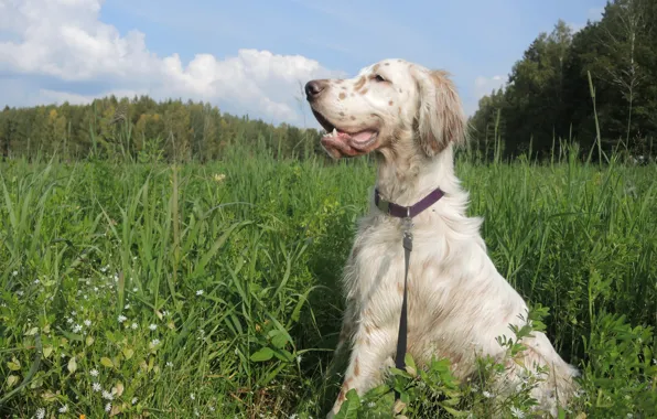 Wallpaper summer, puppy, setter, The English setter for mobile and ...