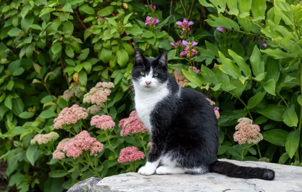 Download wallpaper cat, cat, look, nature, pose, face, section cats in ...