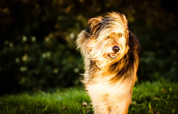 Download wallpaper look, each, the wind, dog, section dog in resolution ...