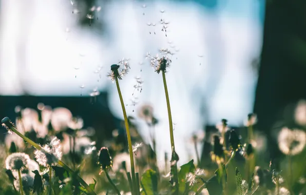 Wallpaper nature, spring, dandelions for mobile and desktop, section ...