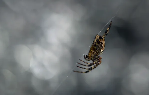 Download wallpaper nature, web, spider, section animals in resolution ...