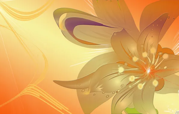 Wallpaper Flower, Orange, Background for mobile and desktop, section ...
