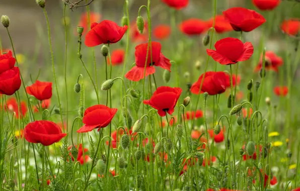 Download wallpaper summer, flowers, nature, Maki, red, section flowers ...