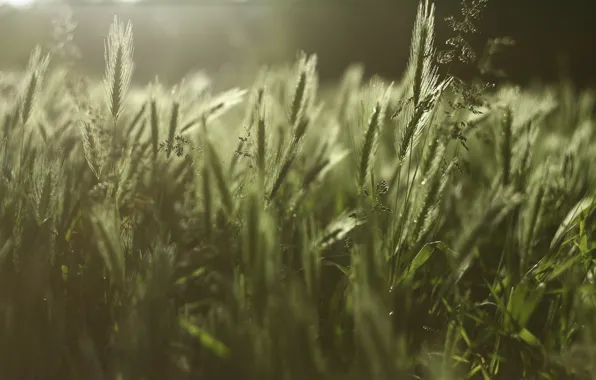 Wallpaper greens, grass, spikelets, weed, landscape. meadow for mobile ...