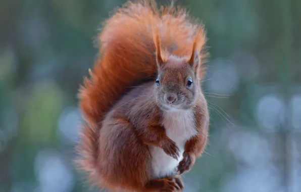 Download wallpaper background, protein, red, rodent, section animals in ...