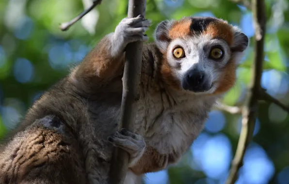 Wallpaper Animal, Limur, Hanging for mobile and desktop, section ...