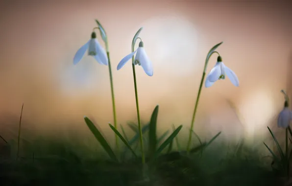 Wallpaper background, Plants, Snowdrop images for desktop, section ...