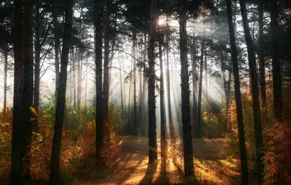 Download wallpaper forest, light, pine, Bor, section nature in ...