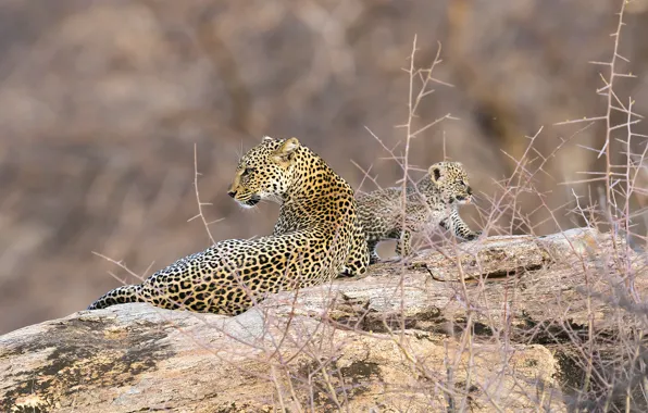 Wallpaper leopard, Africa, Kenya, Samburu images for desktop, section ...