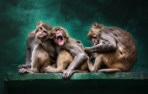 Wallpaper background, monkey, zoo images for desktop, section животные ...