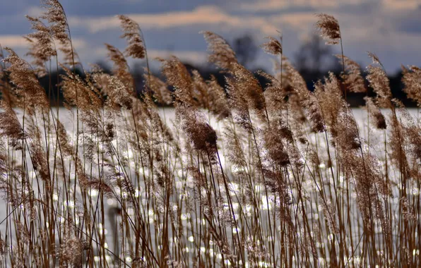 Wallpaper nature, lake, spring, reed, the glare on the water for mobile ...