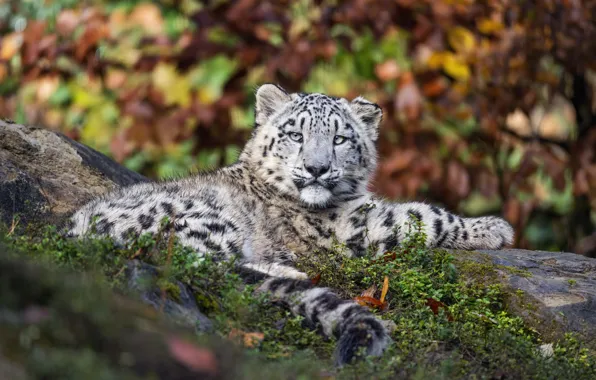 Wallpaper nature, pose, lies, snow leopard, cub for mobile and desktop ...