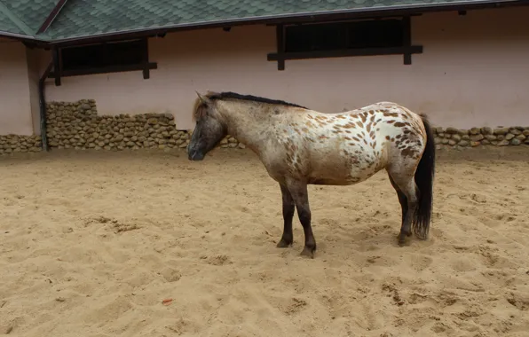 Download wallpaper horse, zoo, Appaloosa, section animals in resolution ...
