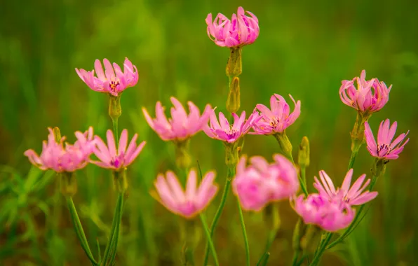Wallpaper Macro, Greens, Flowers, Nature, Color for mobile and desktop ...