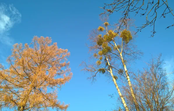 Wallpaper sky, trees, blue, autumn, clouds, branches, november for ...