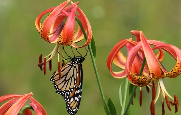 Wallpaper background, butterfly, Lily for mobile and desktop, section ...