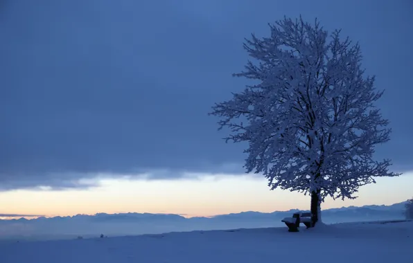 Wallpaper winter, trees, bench for mobile and desktop, section природа ...