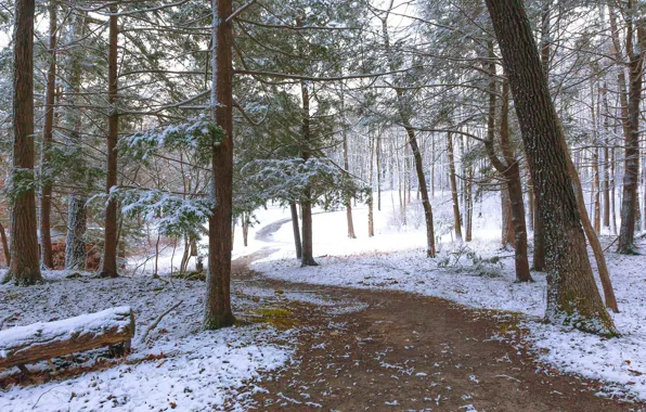 Wallpaper Zima, Trees, The for mobile and desktop, section природа ...