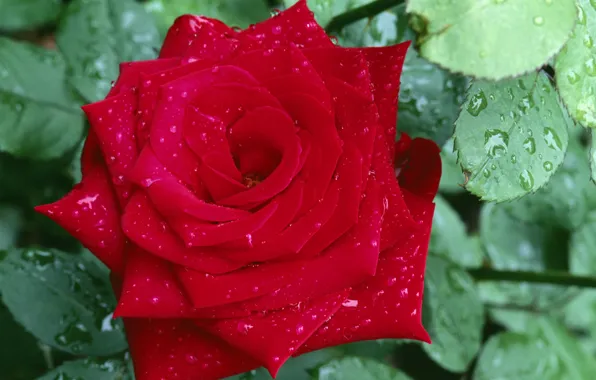 Wallpaper flower, leaves, drops, macro, Rosa, rose, petals, red for ...