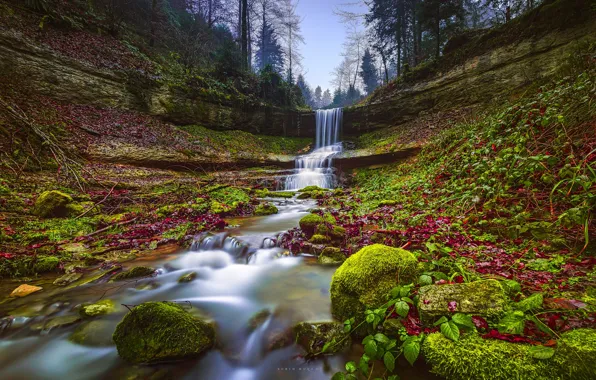 Wallpaper water, river, stones, moss for mobile and desktop, section ...