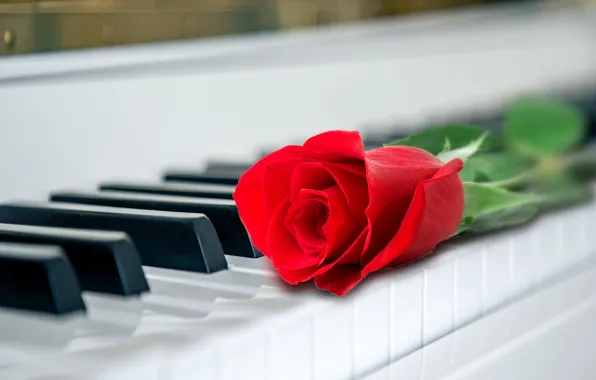 Wallpaper music, rose, plan, romantic, instrument musical images for ...