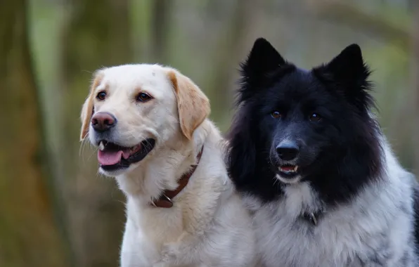 Wallpaper dogs, background, pair for mobile and desktop, section собаки ...