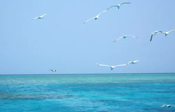Wallpaper sea, birds, nature for mobile and desktop, section природа ...