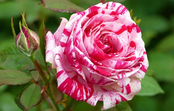 Wallpaper rose, Bud, pink, Roses for mobile and desktop, section цветы ...