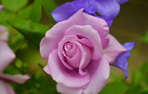 Wallpaper Rose, Flower, Rose images for desktop, section цветы - download