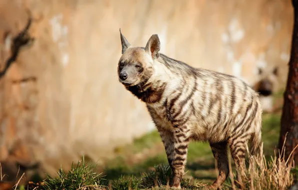 Download wallpaper grass, look, face, light, strips, nature, pose ...