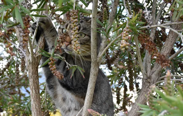 Download wallpaper cat, nature, Bush, section cats in resolution 1920x1080