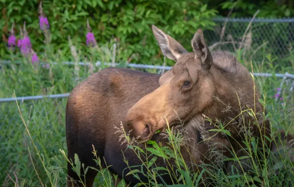 Wallpaper summer, nature, moose for mobile and desktop, section ...