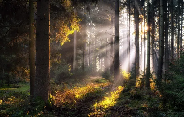 Wallpaper forest, nature, morning for mobile and desktop, section ...
