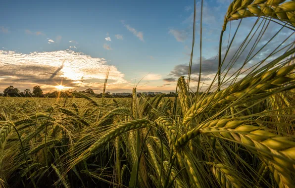 Wallpaper field, summer, ears images for desktop, section природа ...