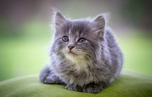 Wallpaper background, sweetheart, baby, kitty for mobile and desktop ...